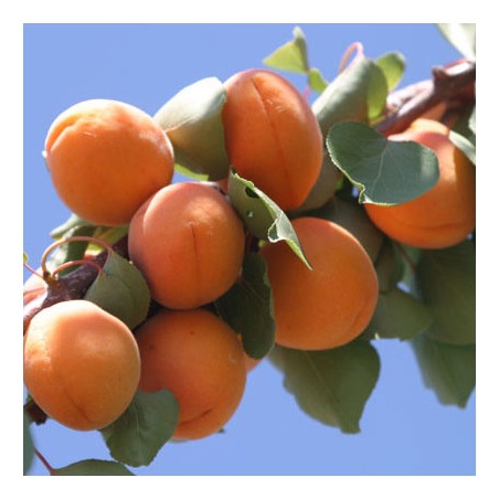 Marhuľa Goldrich (29c Myrobalan)